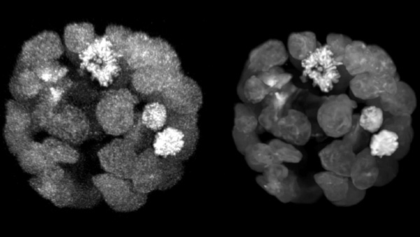 Miltenyi Light Sheet Microscope | Emory University | Atlanta GA